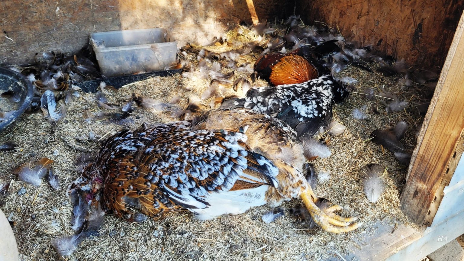 +++update +++++12 GETÖTETE TIERE – WER TÖTETE DIESE IN DER SUNSHINE4KIDS-OASE?